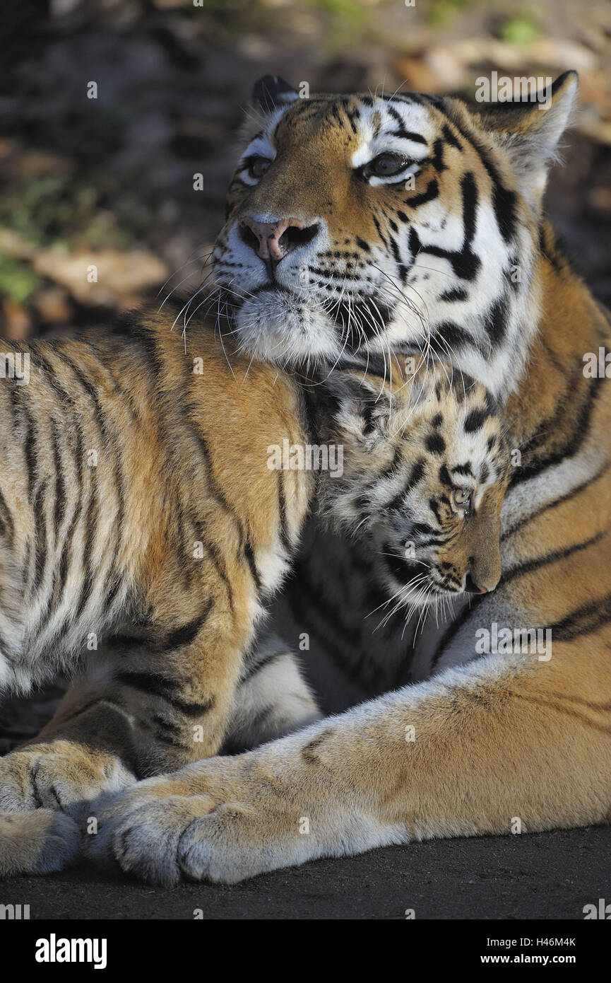 Siberian tiger, mother, young animal, Panthera tigris altaica, love ...