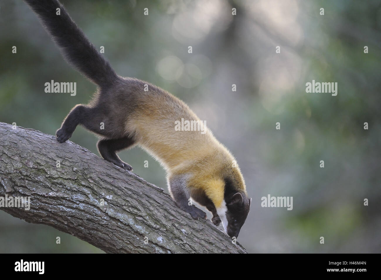 Yellow throated marten flavigula trunk hi-res stock photography and ...