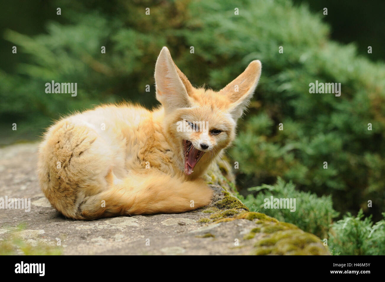 Wild fox, Vulpes zerda Stock Photo - Alamy