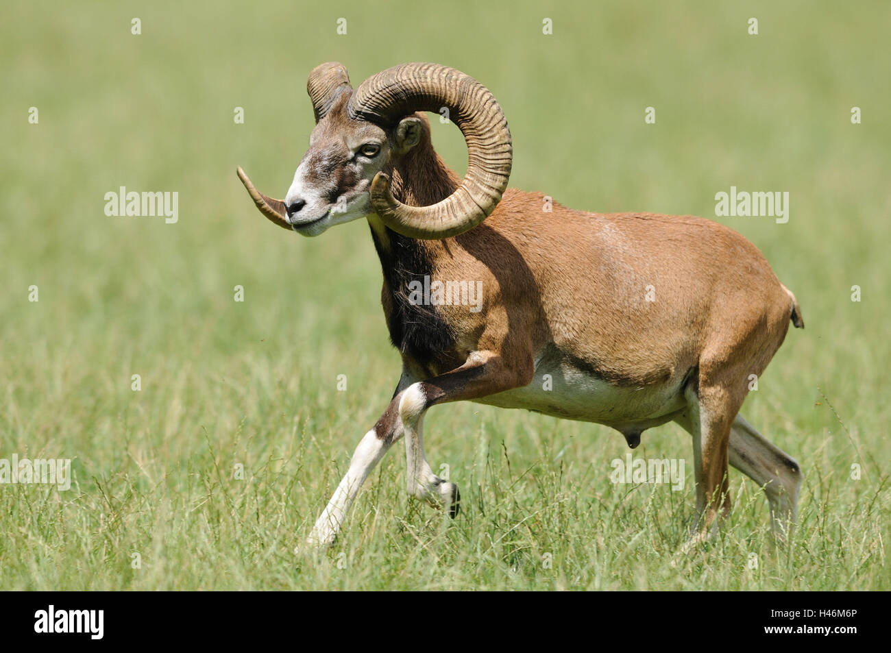 European Mufflon, Ovis orientalis musimon, run Stock Photo - Alamy
