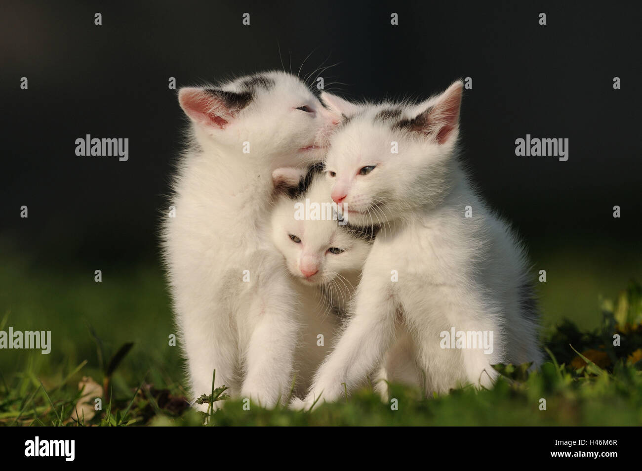 Domestic cats, young animals, meadow Stock Photo - Alamy