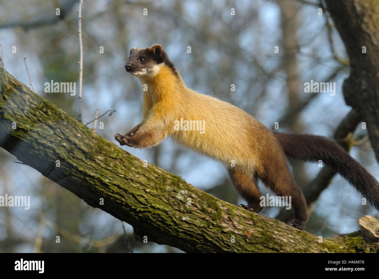 Yellow-throated marten, Martes flavigula, branch, running Stock Photo ...