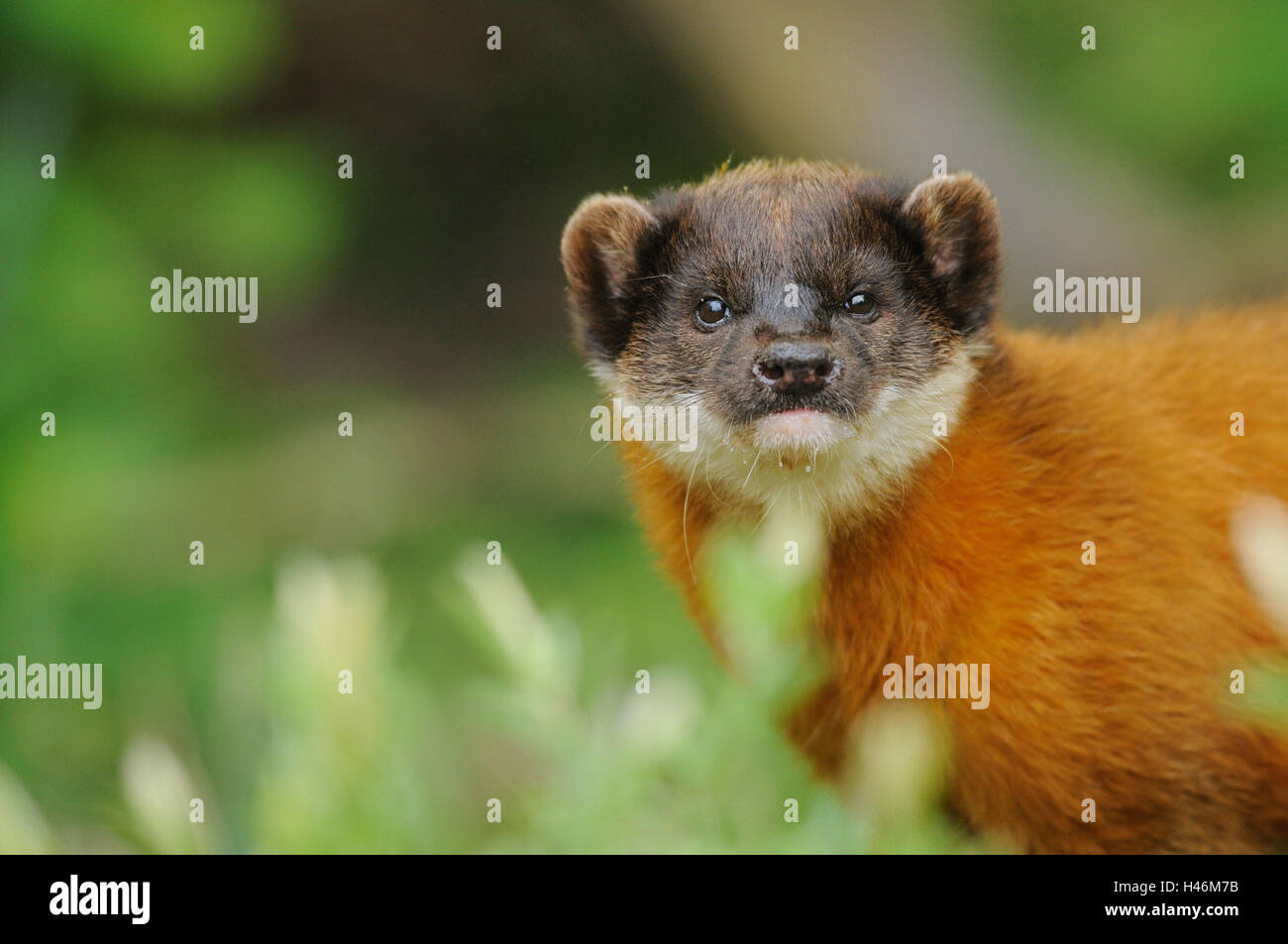Real coloured marten hi-res stock photography and images - Alamy