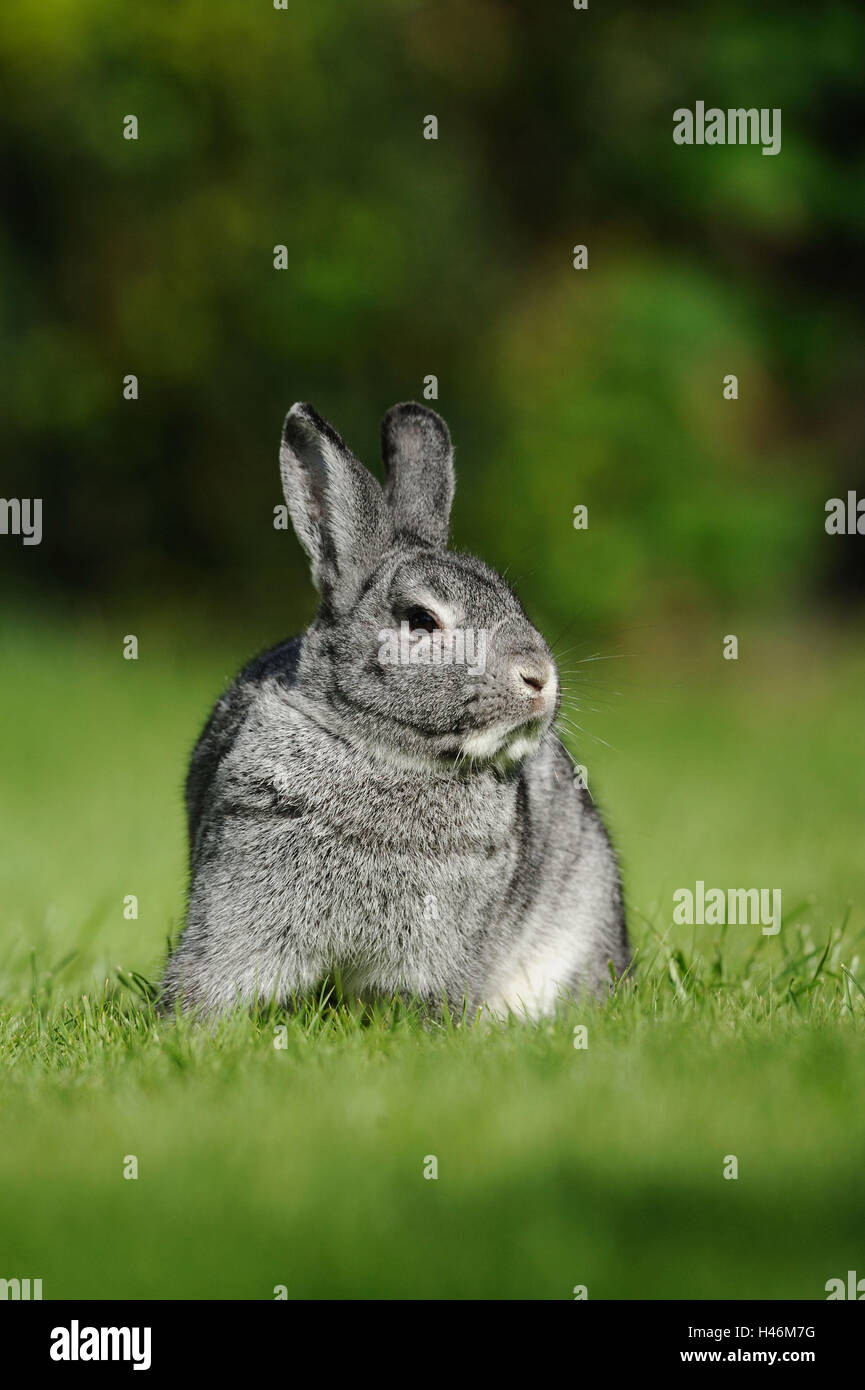 Giant Chinchilla Rabbit Colors