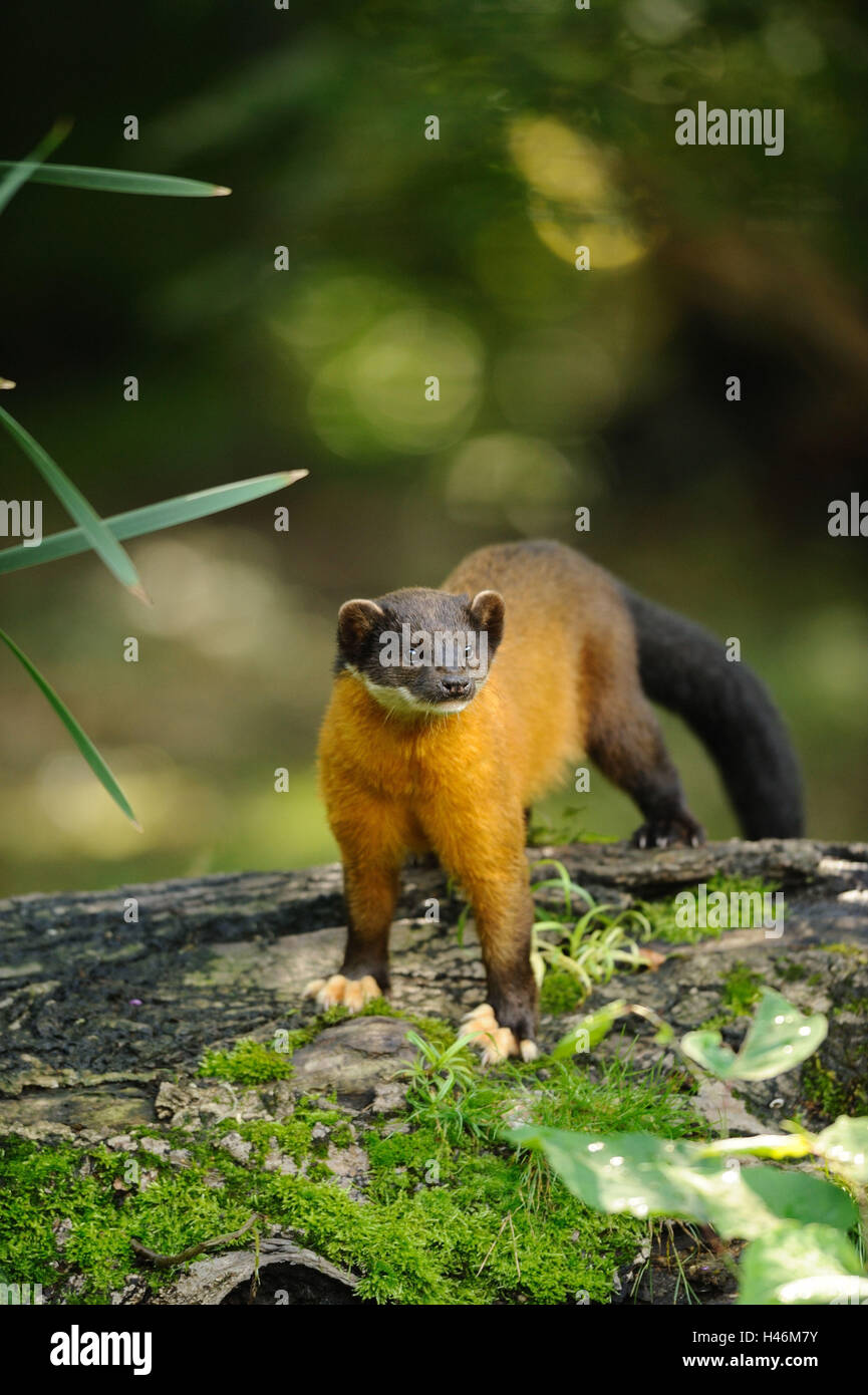 Yellow throated marten flavigula trunk hi-res stock photography and ...