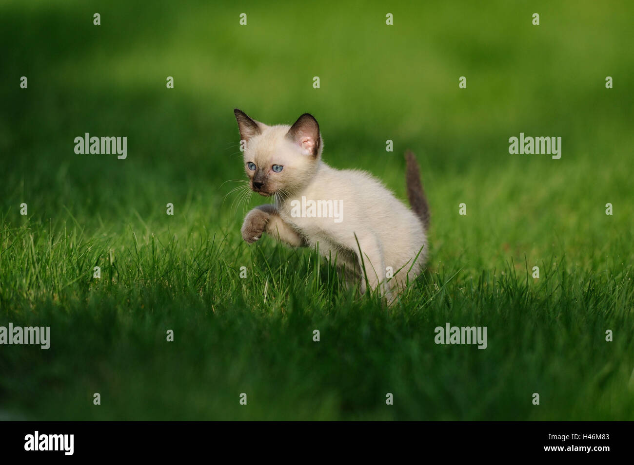 Walking siamese cat hi-res stock photography and images - Alamy