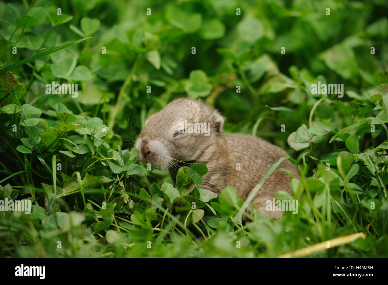 House rabbits, young animal, blind, meadow, clover Stock Photo - Alamy