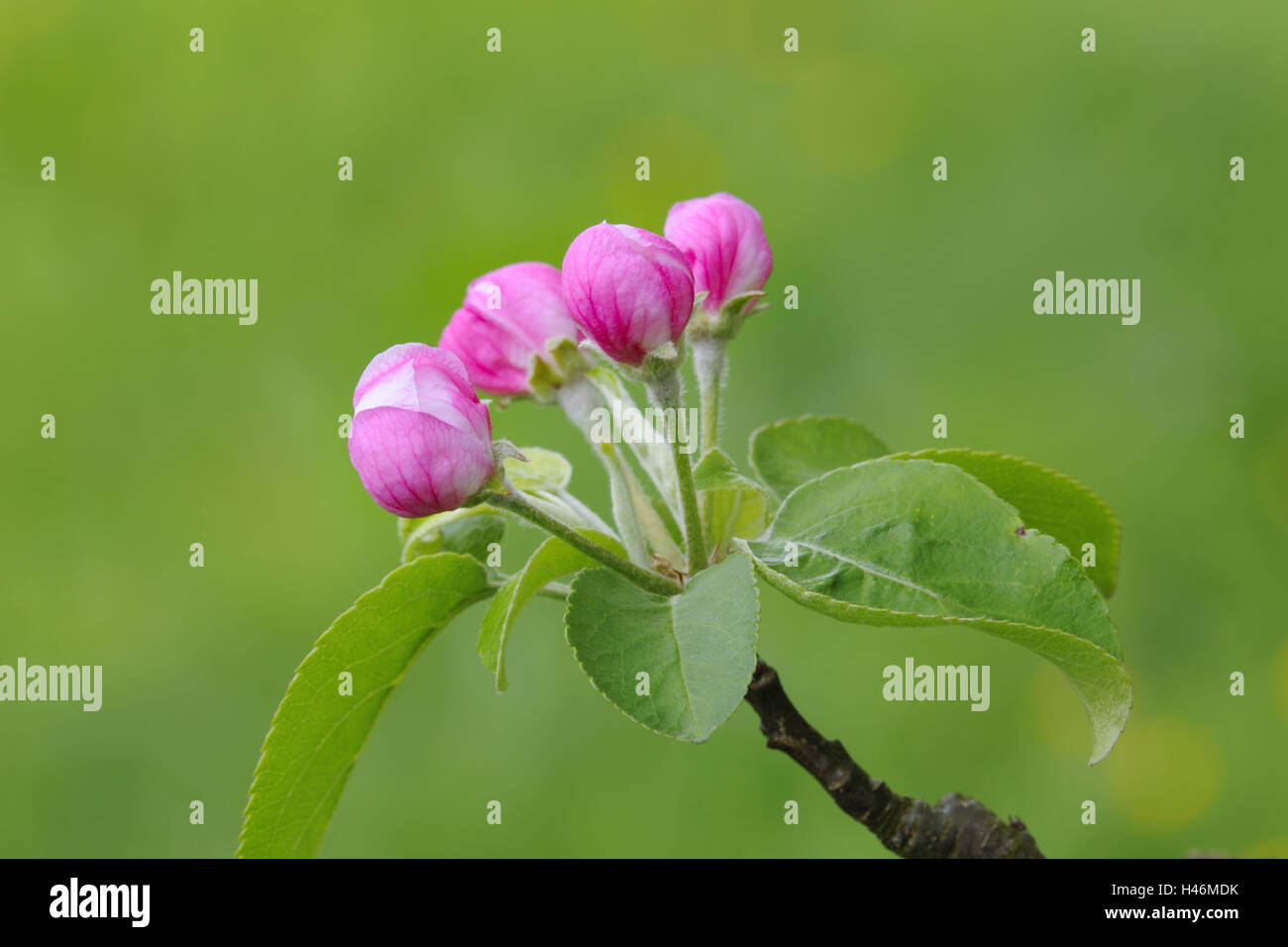 Apple blossom, buds, medium close-up, apple-tree, tree, blossoms ...