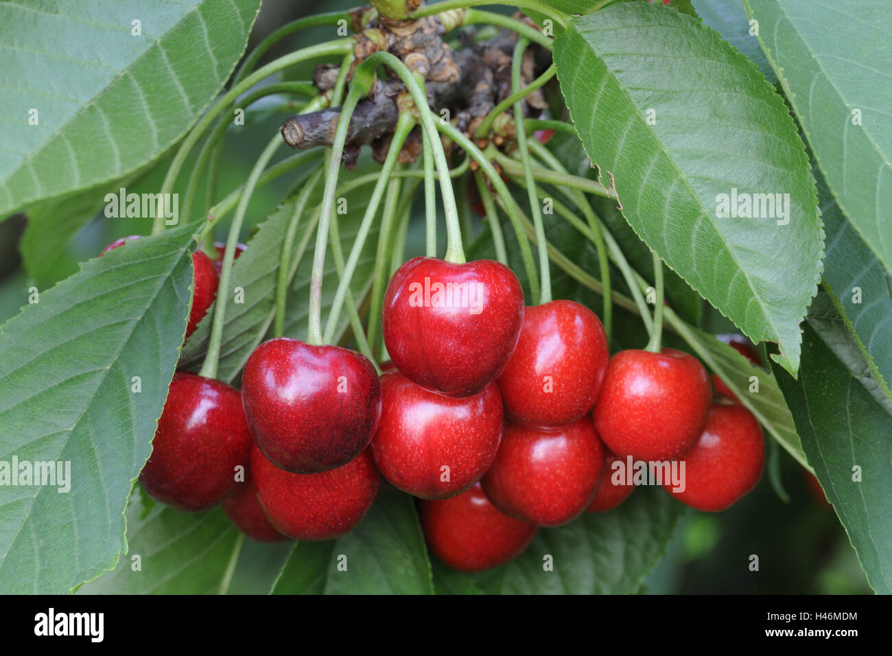 Cherries, ripe, medium close-up, fruit, stone fruit, fruits, red ...