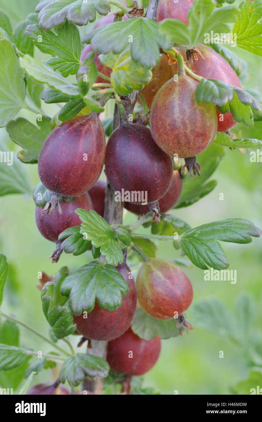 Gooseberries red hi-res stock photography and images - Alamy