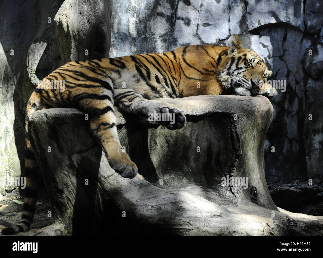 Rocks, tigers, sleep, rest animal, predator, wild animal, tiredly ...