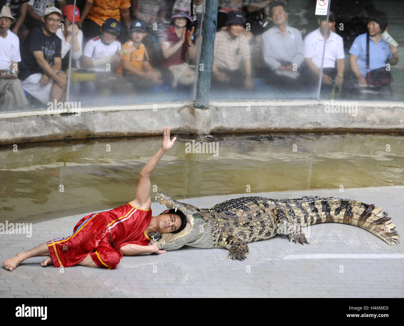 Zoo, man, head, crocodile, spectator, person, lie, young, animal ...