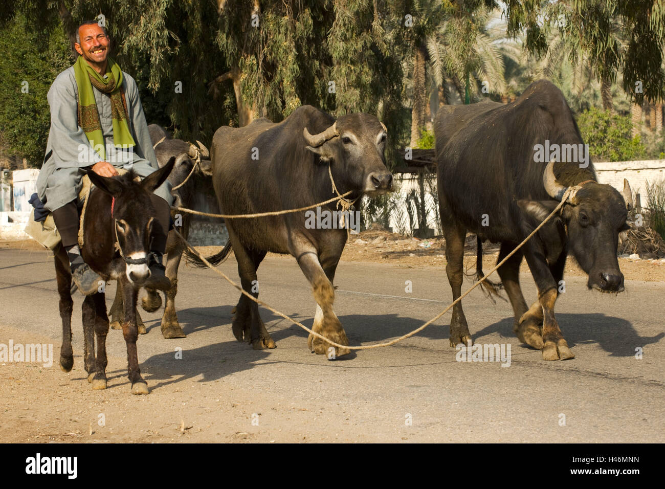 Egyptian riding donkey hi-res stock photography and images - Alamy