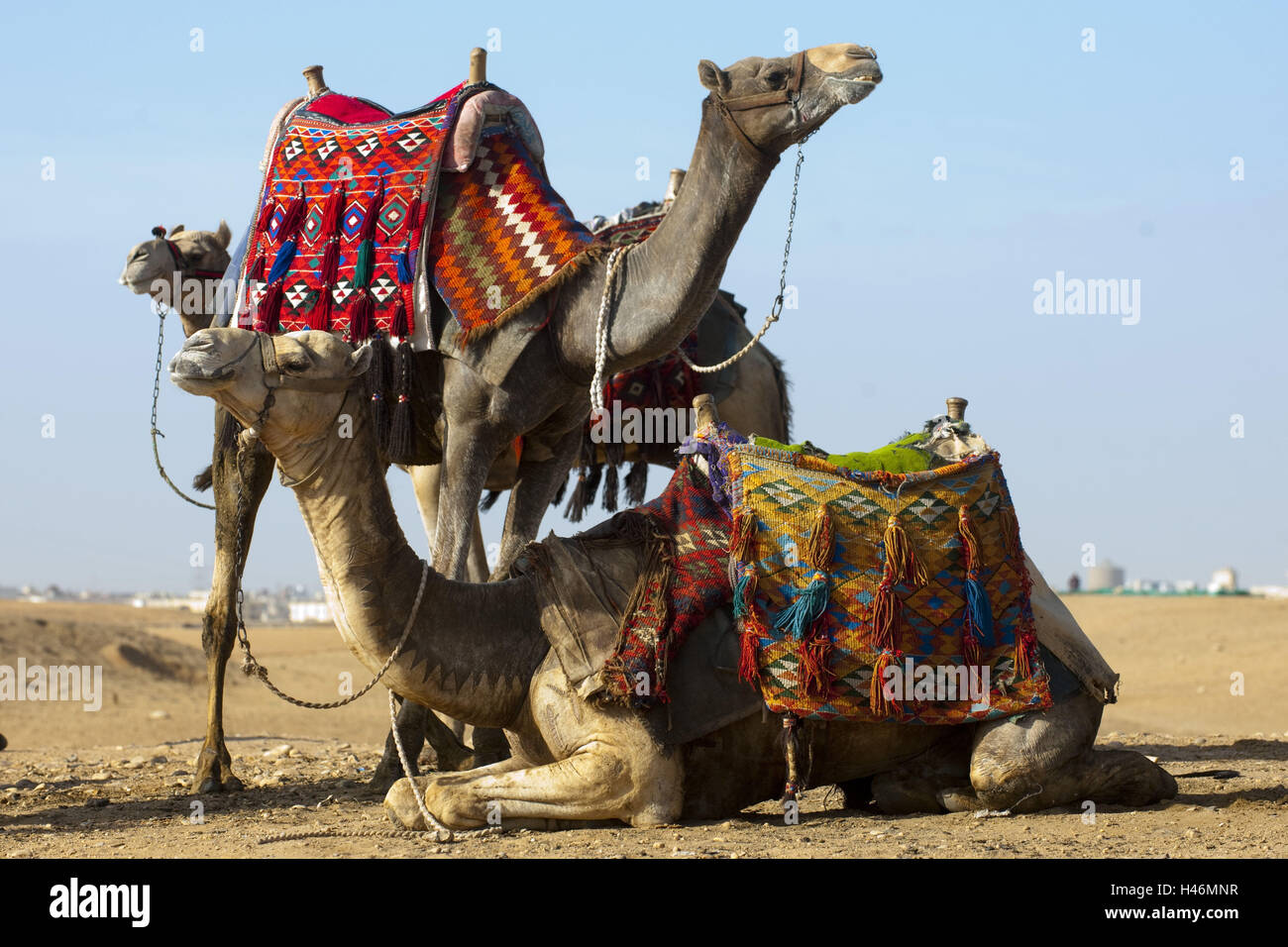 Camels riding at pyramids desert hi-res stock photography and images - Alamy