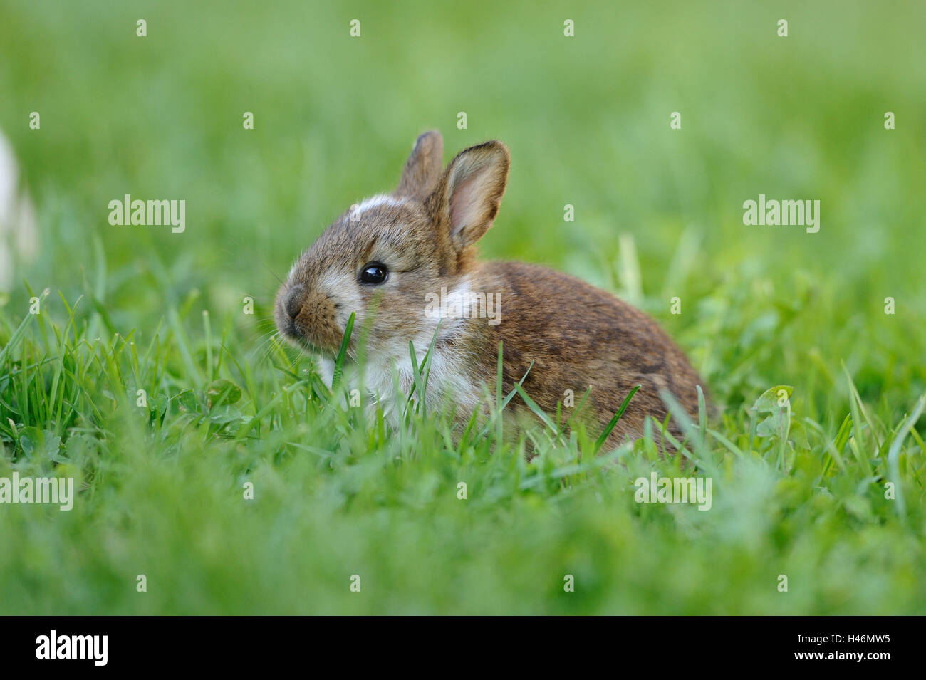 House rabbits, young animal, meadow, side view, sit Stock Photo - Alamy