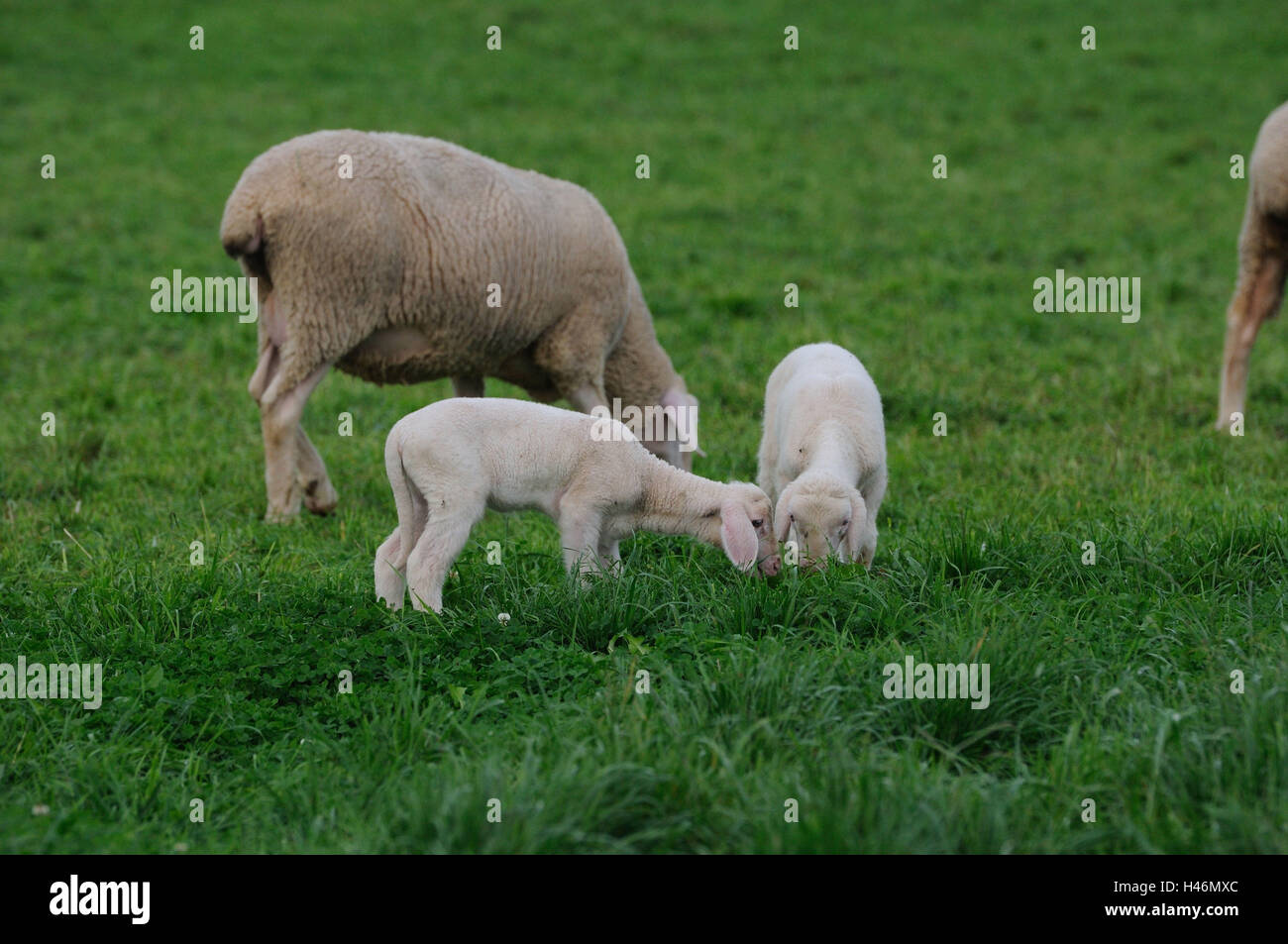 Domestic sheep, Ovis orientalis aries, lambs, side view, stand Stock ...