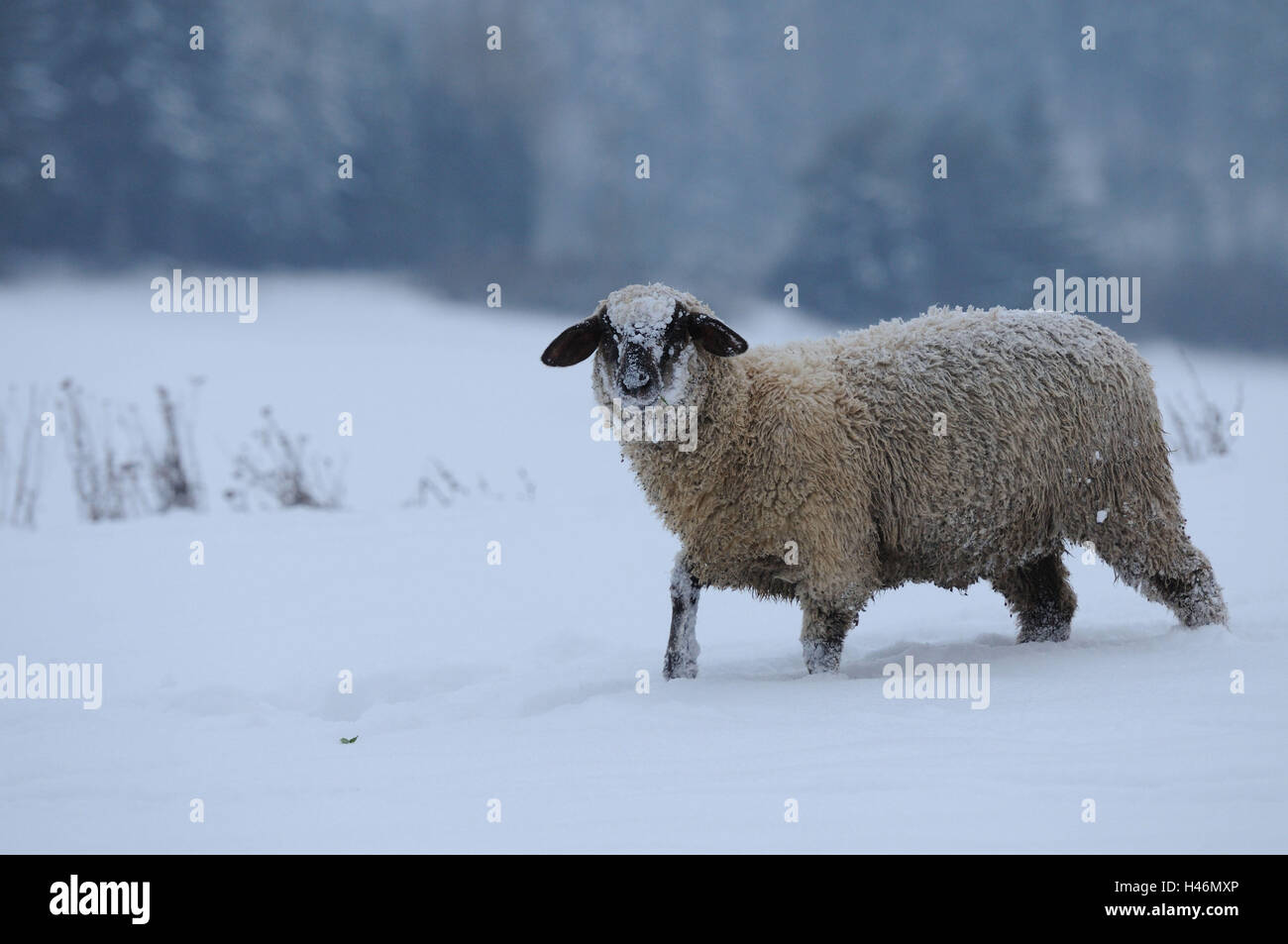Domestic sheep, Ovis orientalis aries, side view, go, view to the ...
