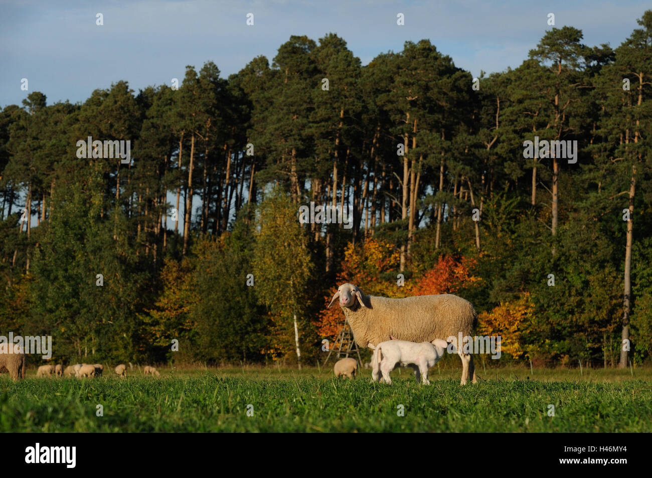 Domestic sheep, Ovis orientalis aries, mother animal with lamb, side ...