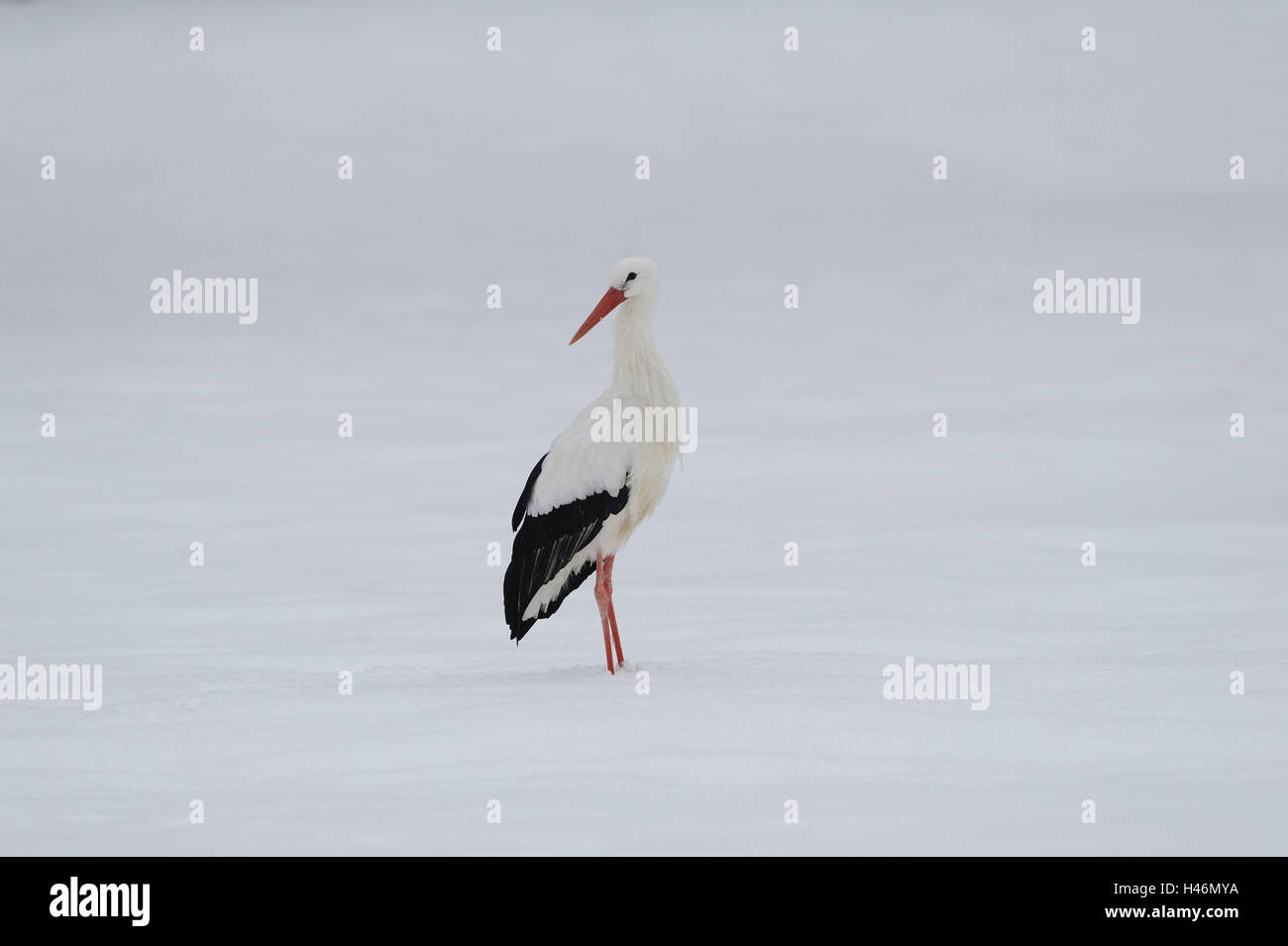 White stork, Ciconia ciconia, side view, stand, snow, winter, view in ...