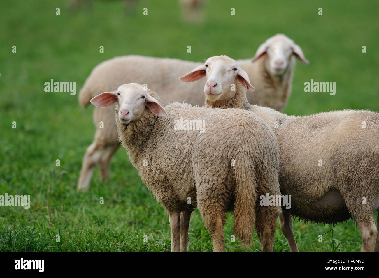 Domestic sheep, Ovis orientalis aries, head-on, stand, view in the ...