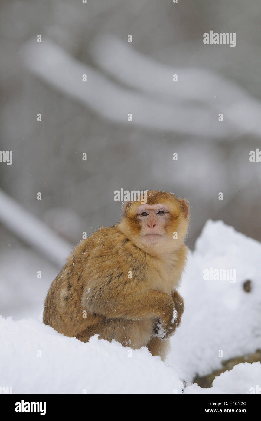 Monkey crouch hi-res stock photography and images - Alamy