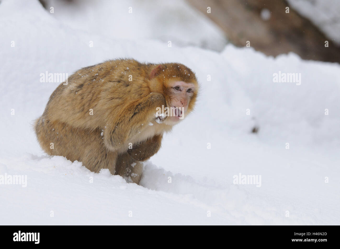Monkey side view hi-res stock photography and images - Alamy