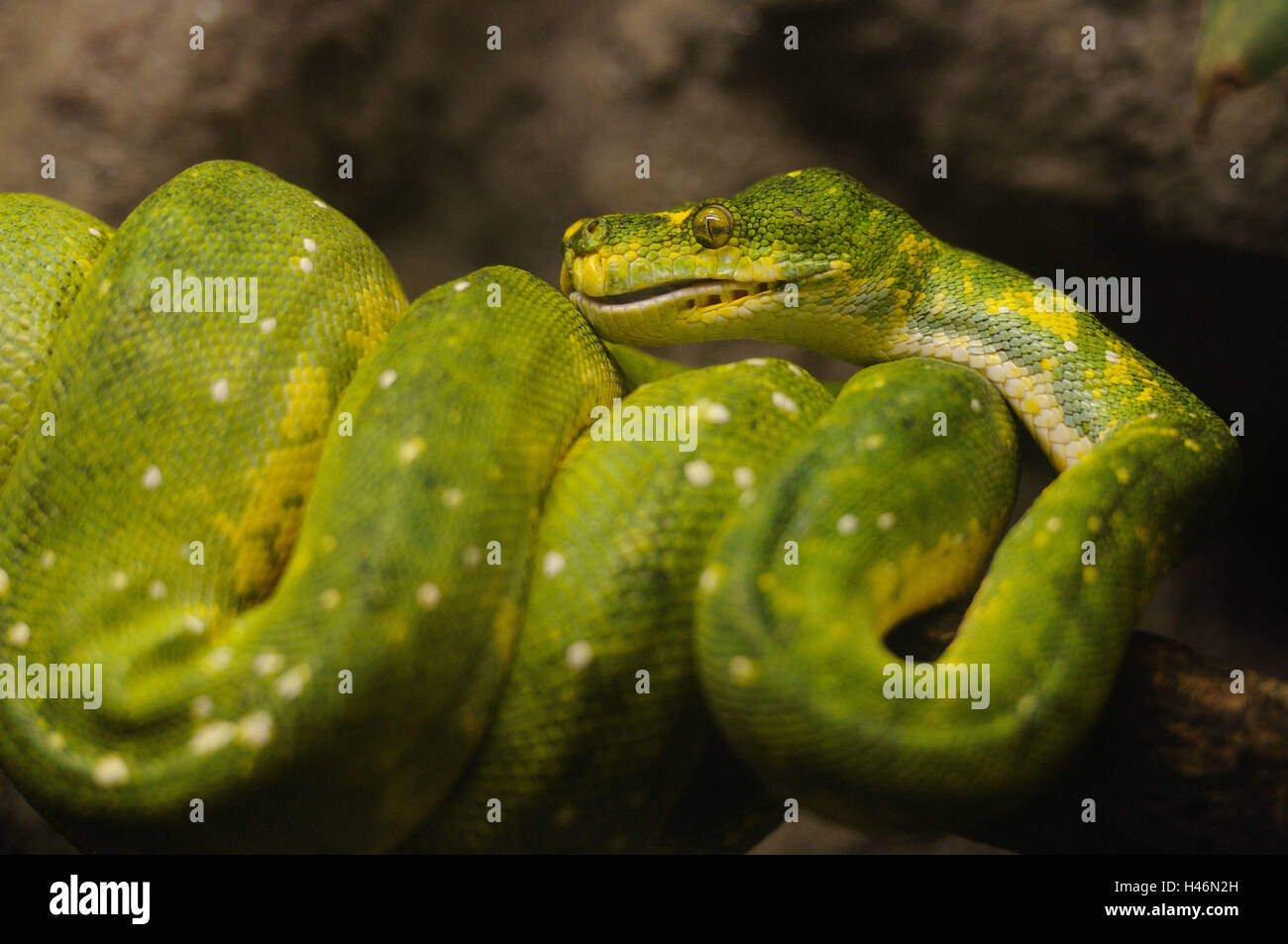 Green tree python, Morelia viridis, side view Stock Photo - Alamy