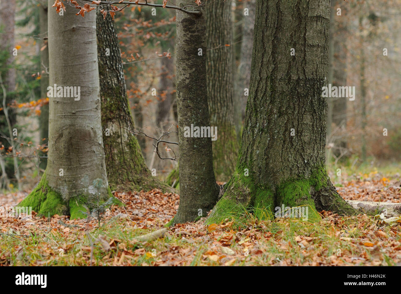 Copper beech tree roots hi-res stock photography and images - Alamy