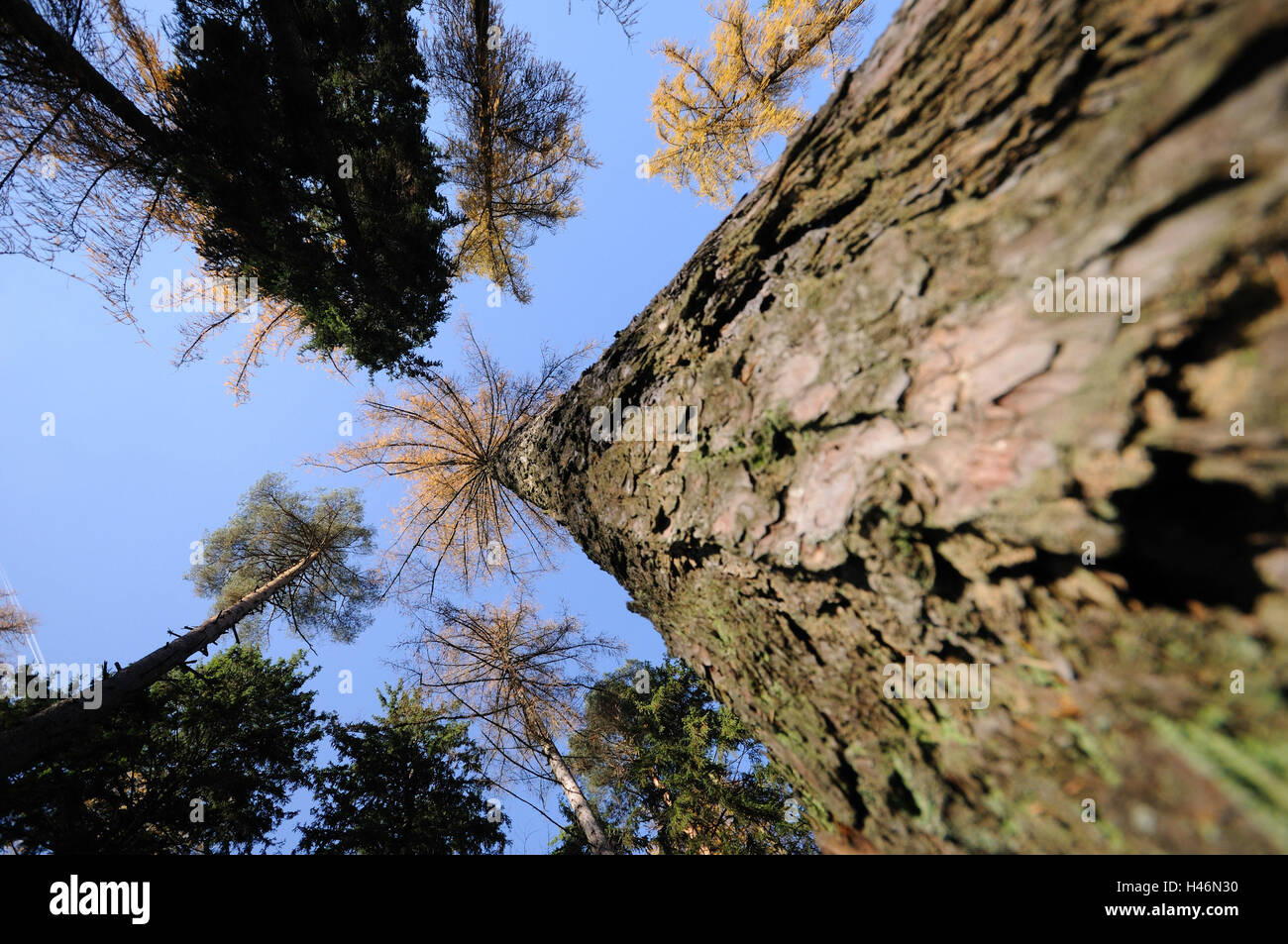 Tree top, trees, wood, state wood, Franconia, Bavaria Stock Photo - Alamy