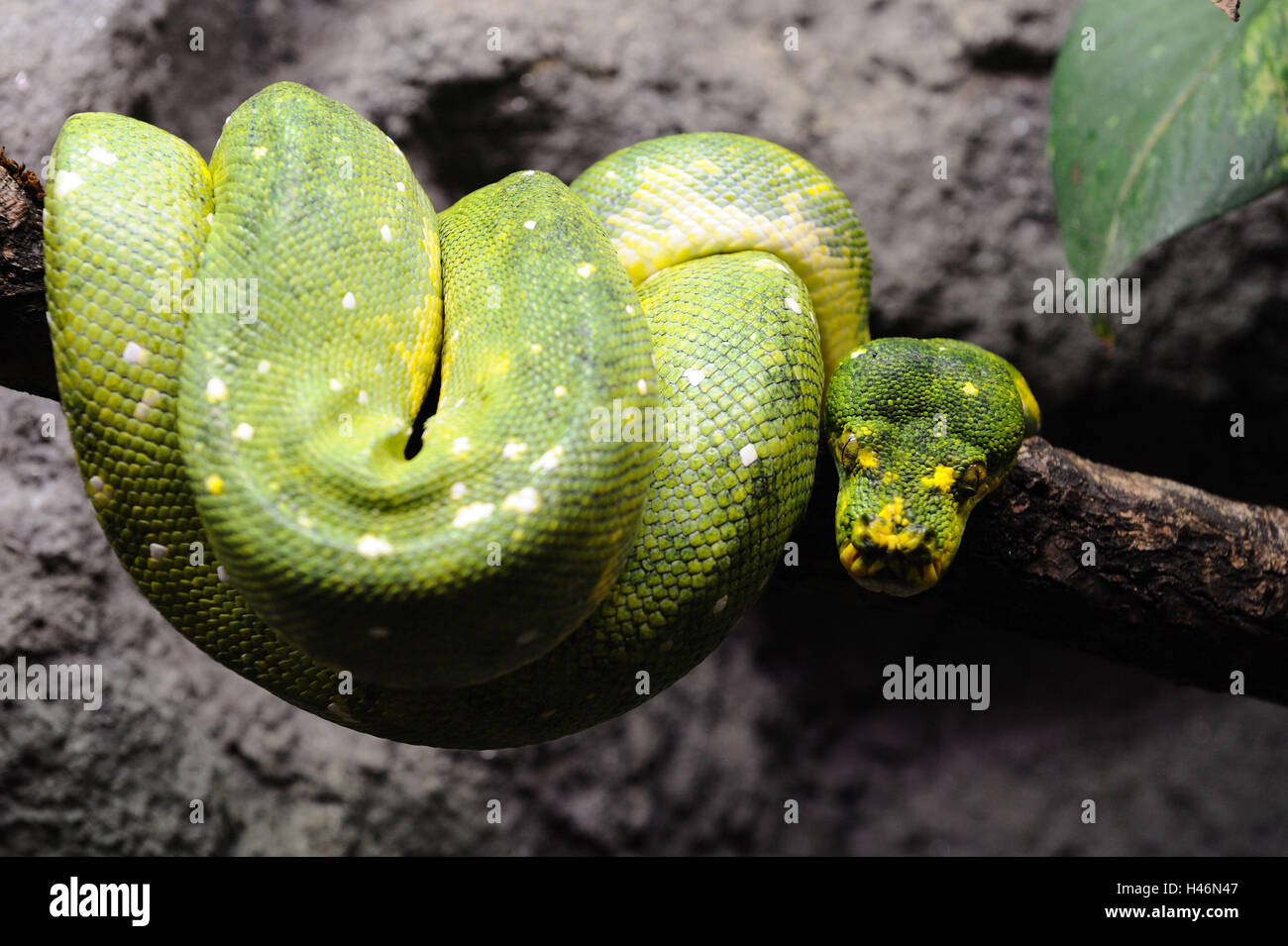 Python queue hi-res stock photography and images - Alamy