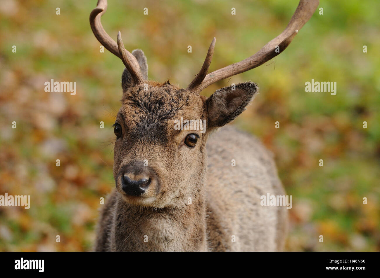 Fallow buck, Cervus dama, head-on, stand, autumn, portrait, view in the ...