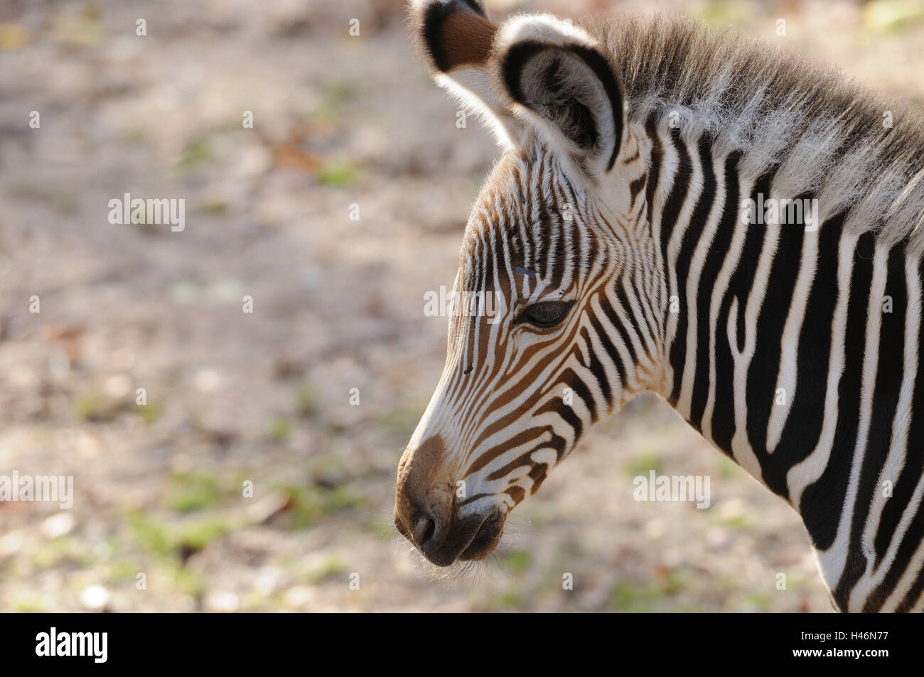 Grevyzebra, Equus grevyi, young animal, portrait, side view, stand ...