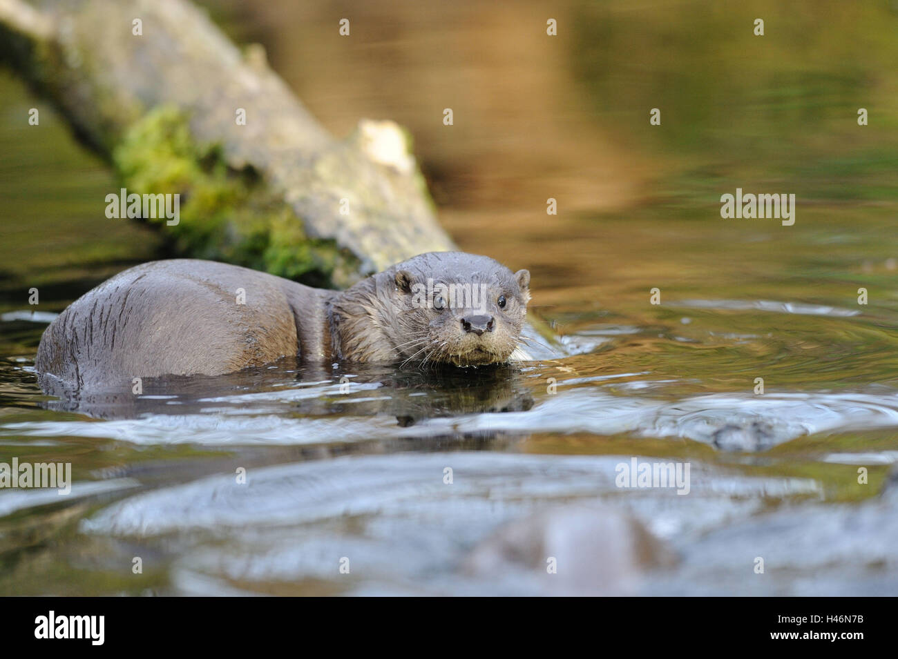 Otters, Lutra lutra, water, lie, swim side view, view in the camera ...