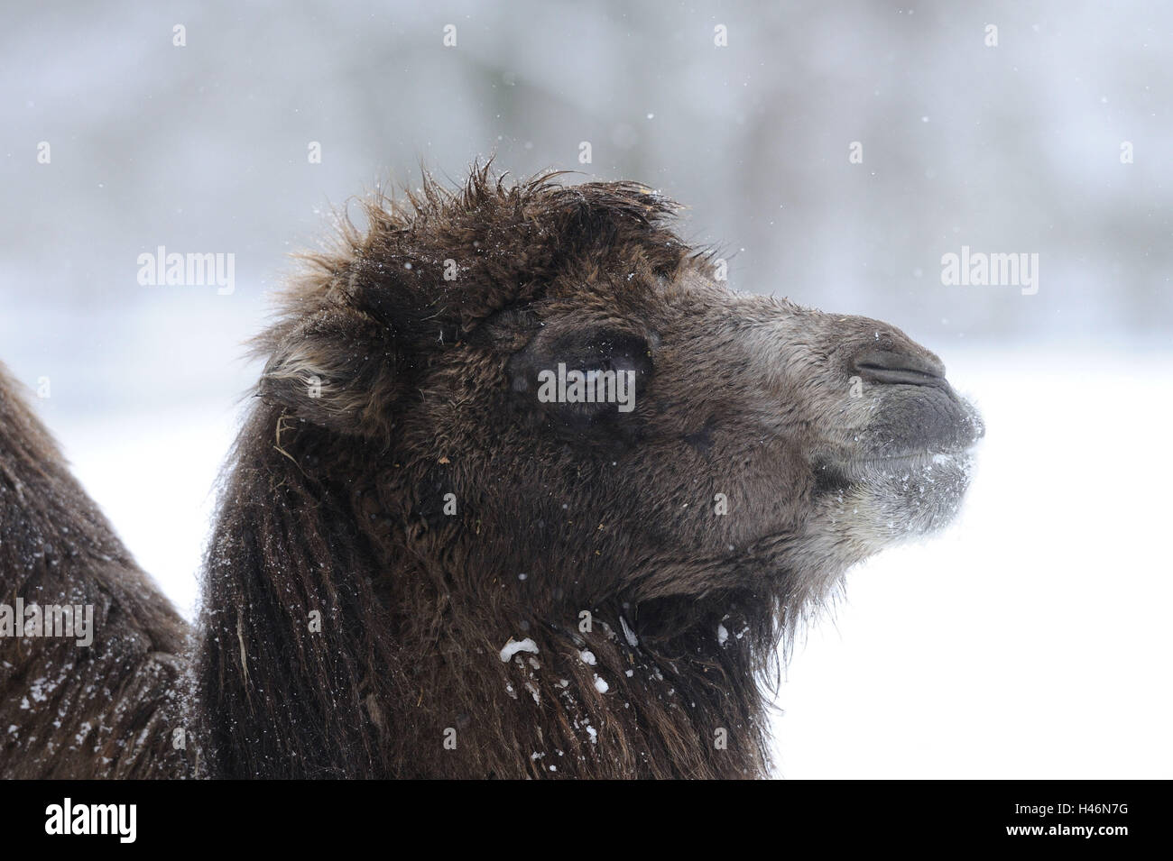 Camelus species hi-res stock photography and images - Alamy