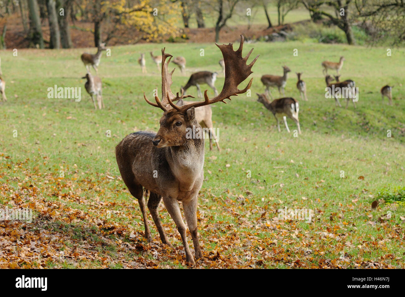 Fallow buck, Cervus dama, head-on, stand, autumn, scenery Stock Photo ...