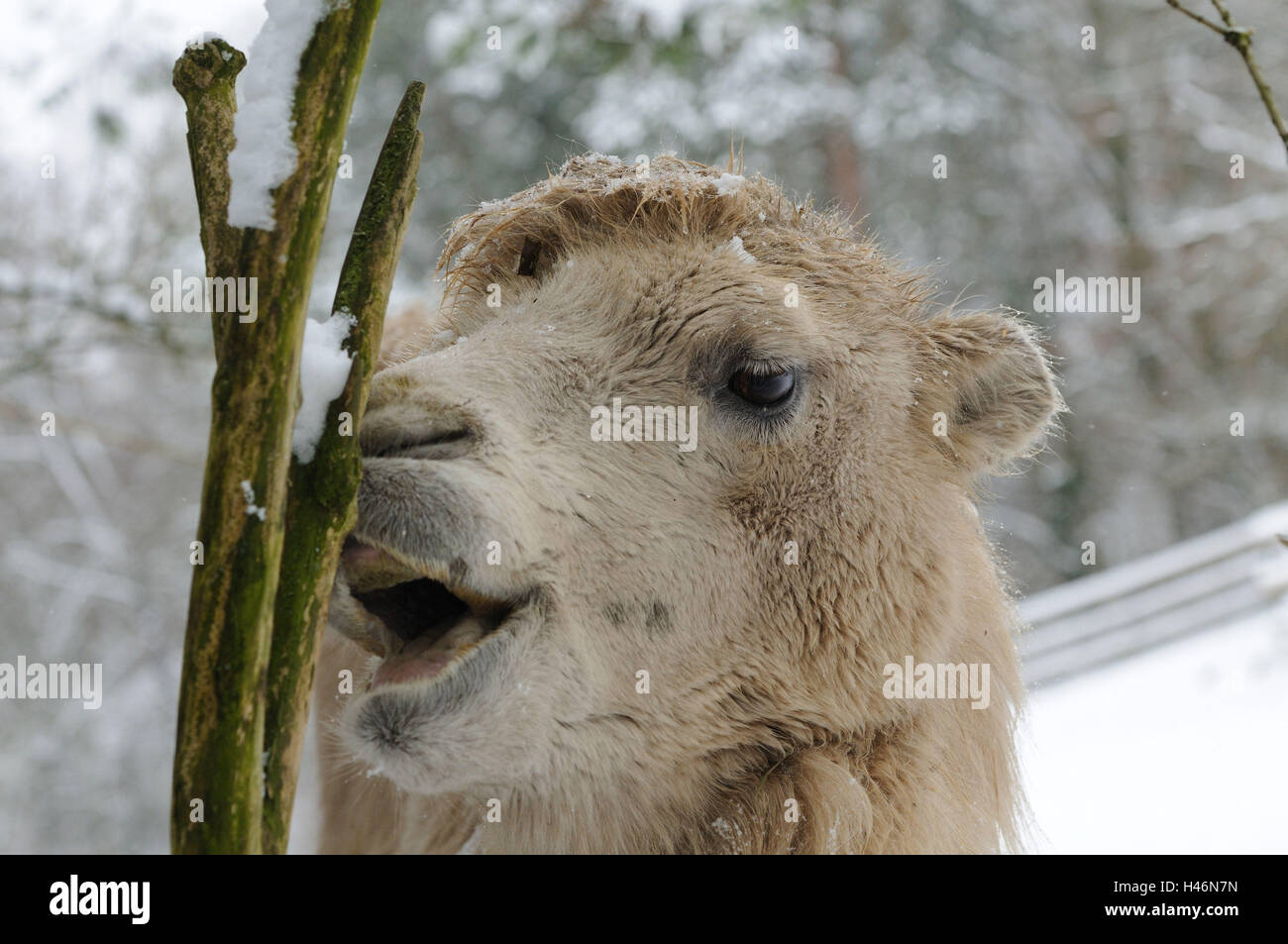 Camelus species hi-res stock photography and images - Alamy