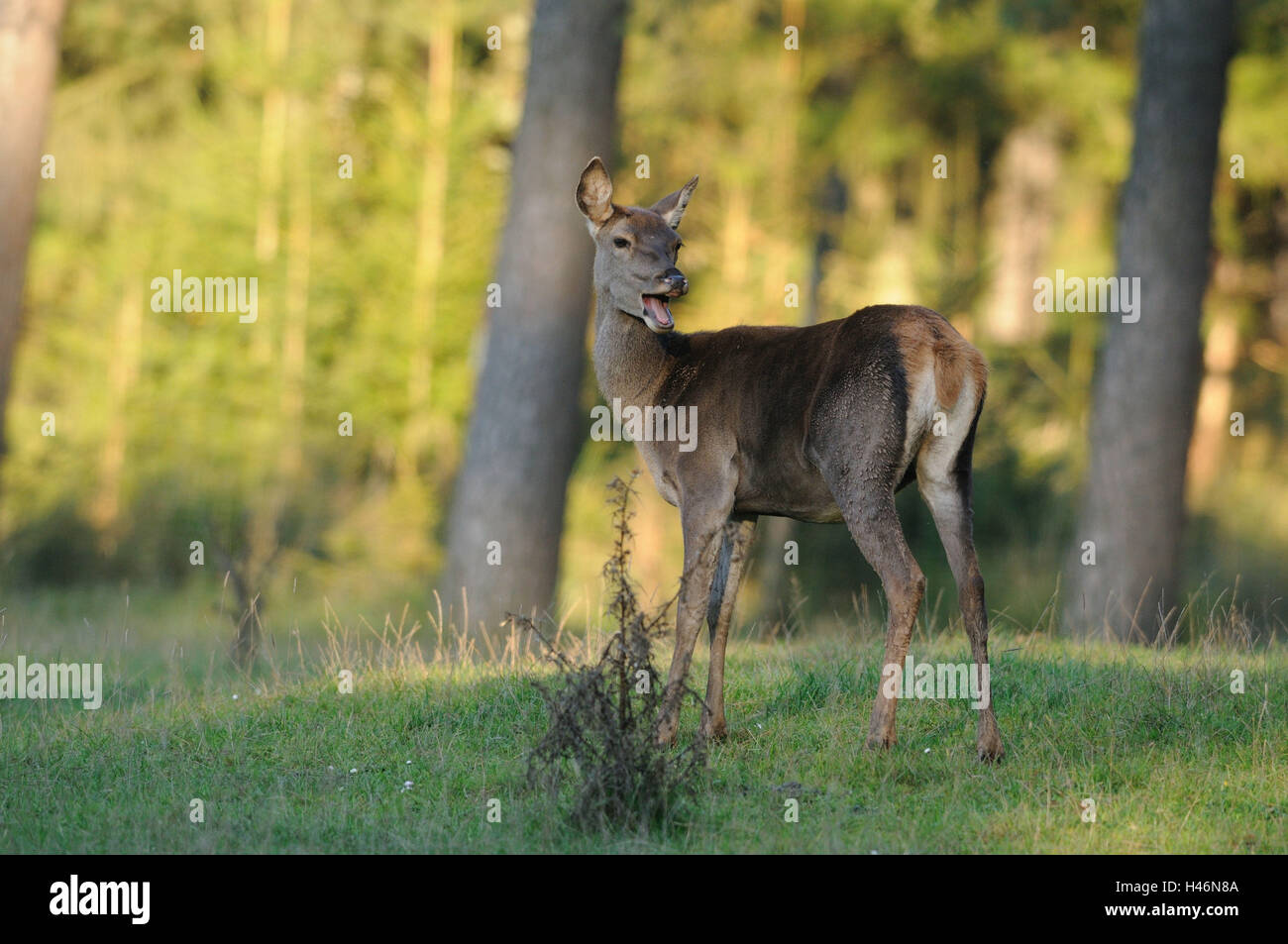 Red deer, Cervus elaphus, side view, stand, yawn, meadow, edge the ...