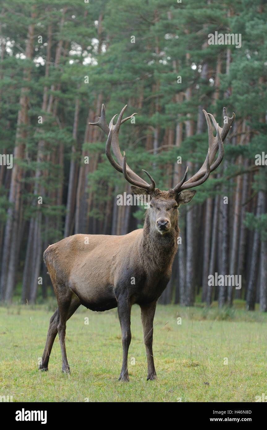 Red deer, Cervus elaphus, side view, stand, meadow, edge the forest ...