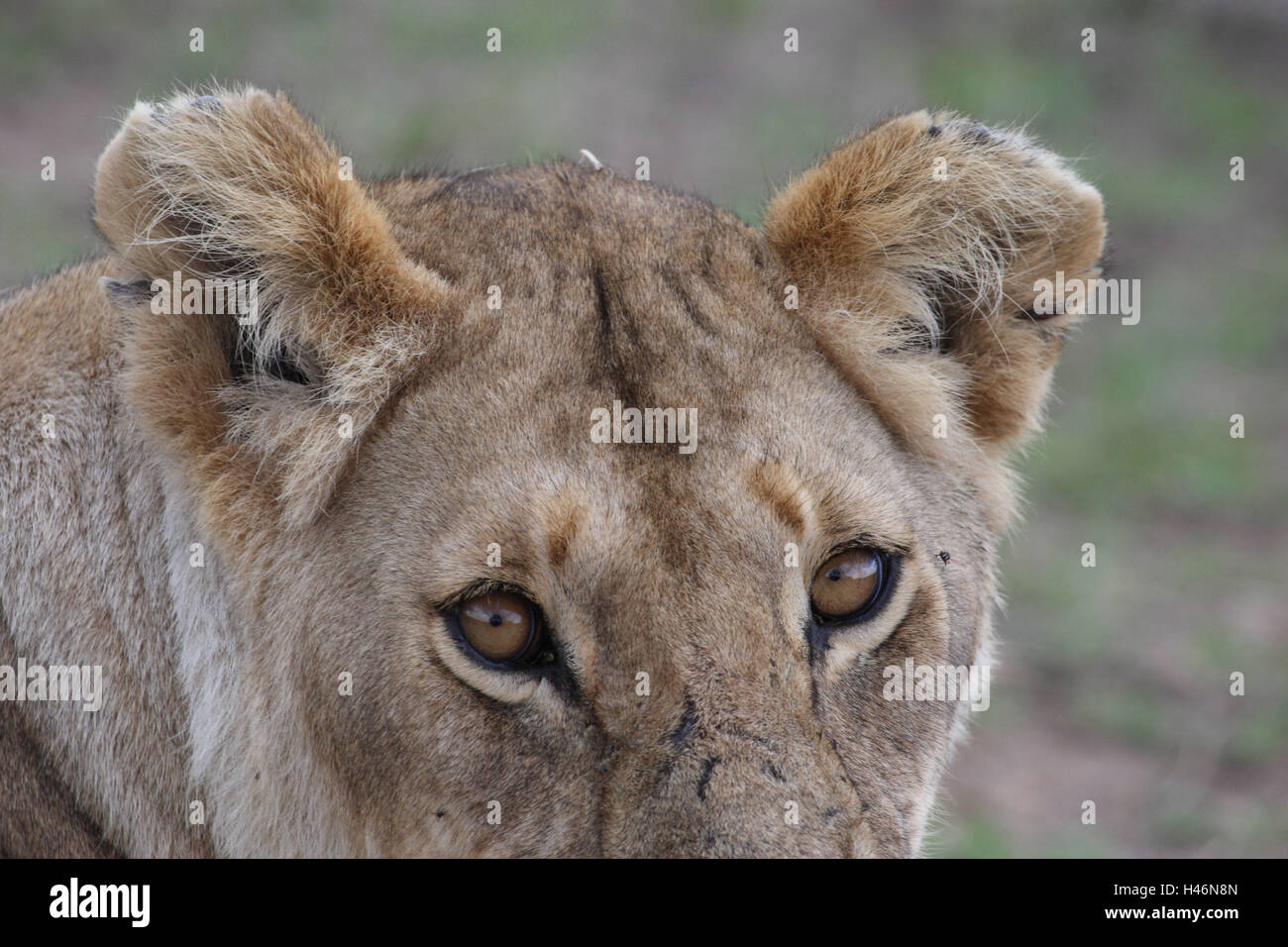Female lion close up hi-res stock photography and images - Alamy