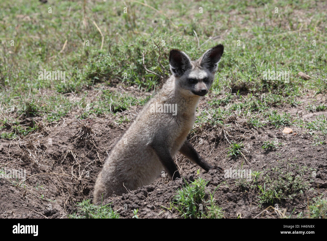 Dog with spoon hi-res stock photography and images - Alamy