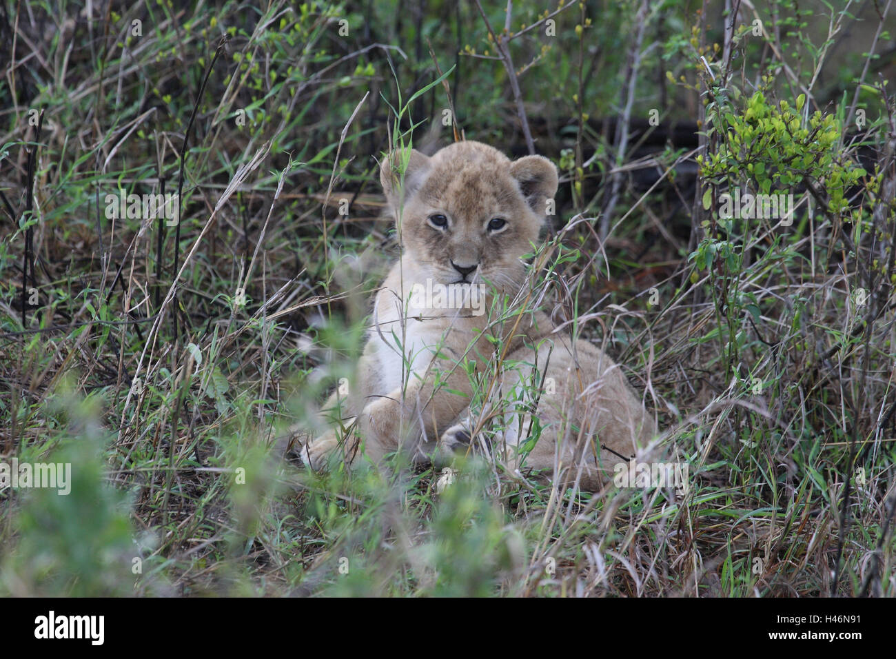Tree shade animal hi-res stock photography and images - Alamy