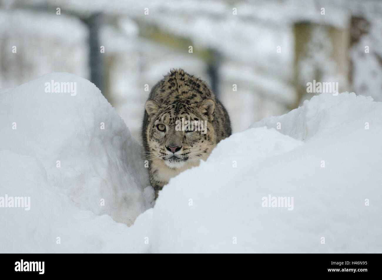 Leopard on hunt hi-res stock photography and images - Alamy