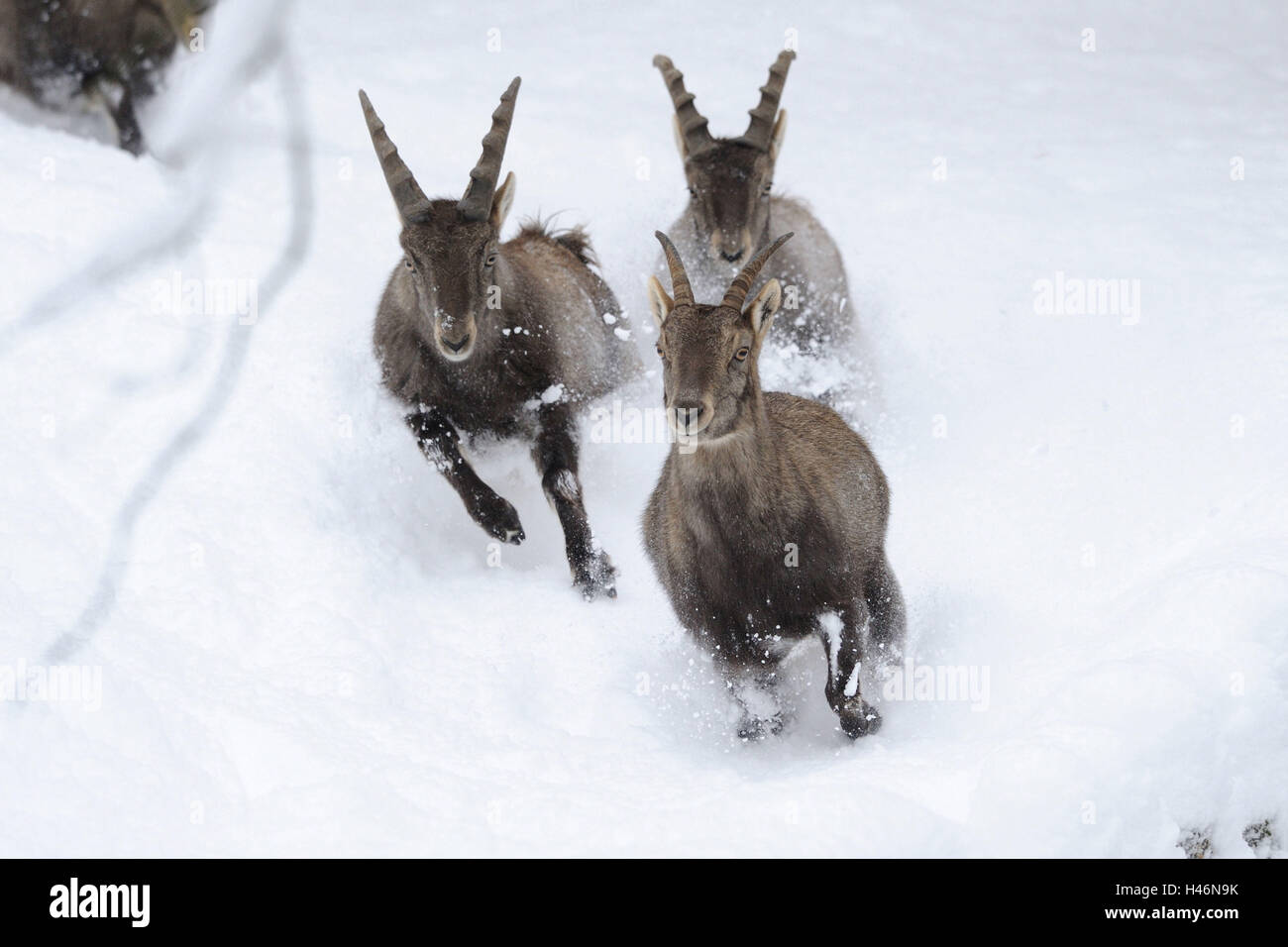 Alp ibexes, Capra ibex, head-on, run, view in the camera Stock Photo ...