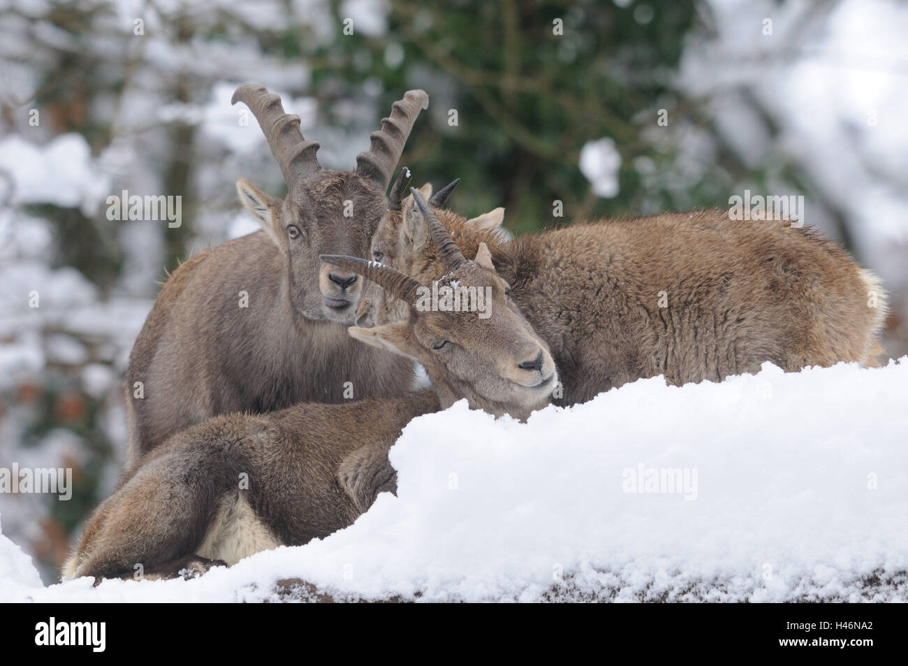 Alp ibexes hi-res stock photography and images - Alamy