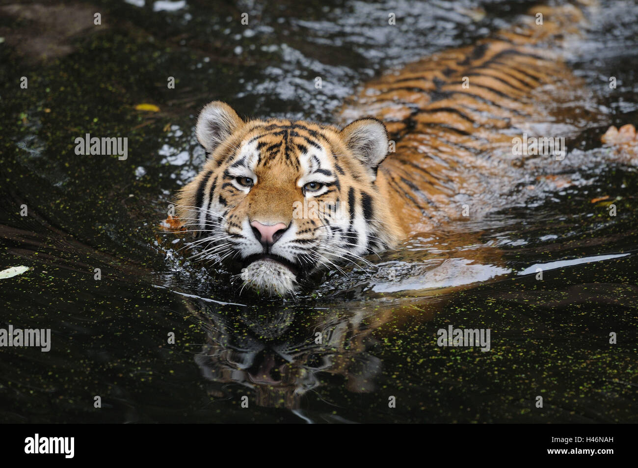 Siberian tiger, Panthera tigris altaica, water, head-on, swim, view in the camera Stock Photo ...