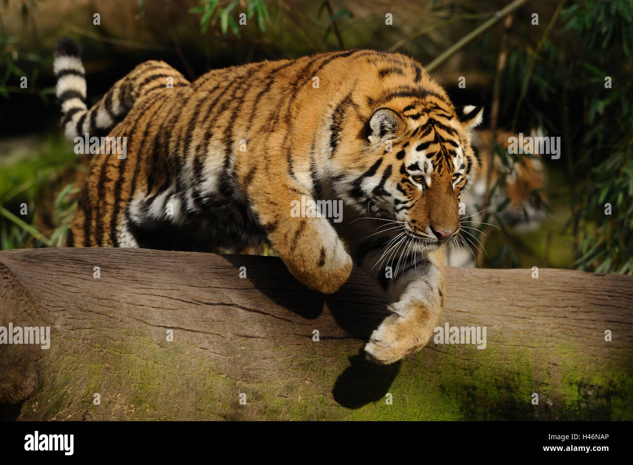 Tiger jump hi-res stock photography and images - Alamy