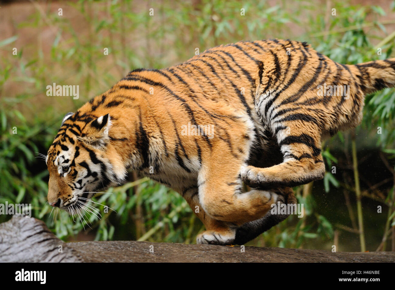 Siberian tiger, Panthera tigris altaica, side view, go, trunk, view to ...