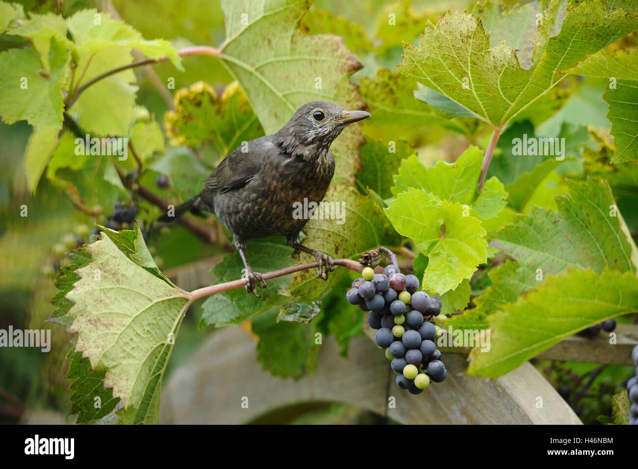 Grapes on the side hi-res stock photography and images - Alamy