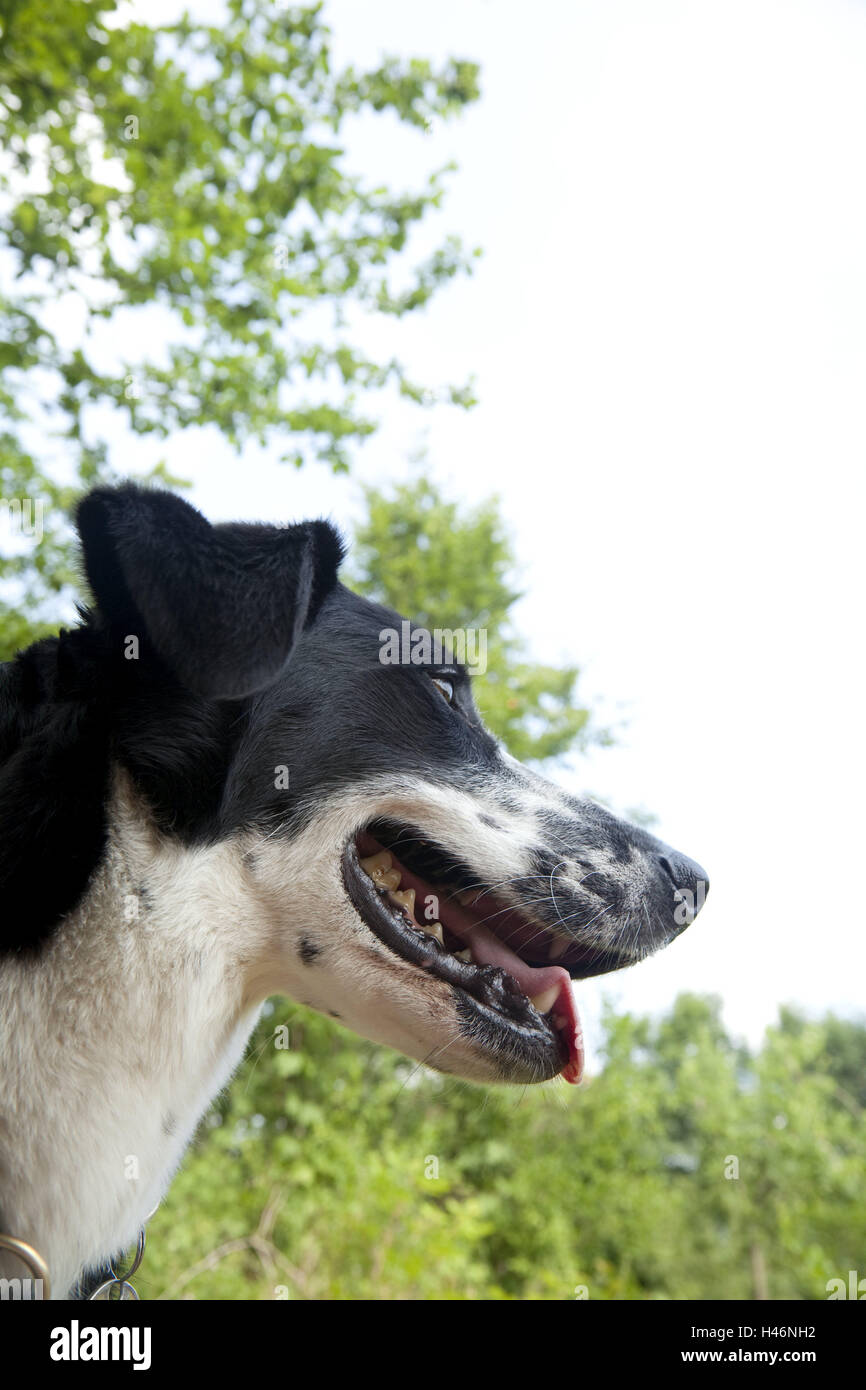 Dog, portrait, side view, dog portrait, animal portrait, pet, animal ...