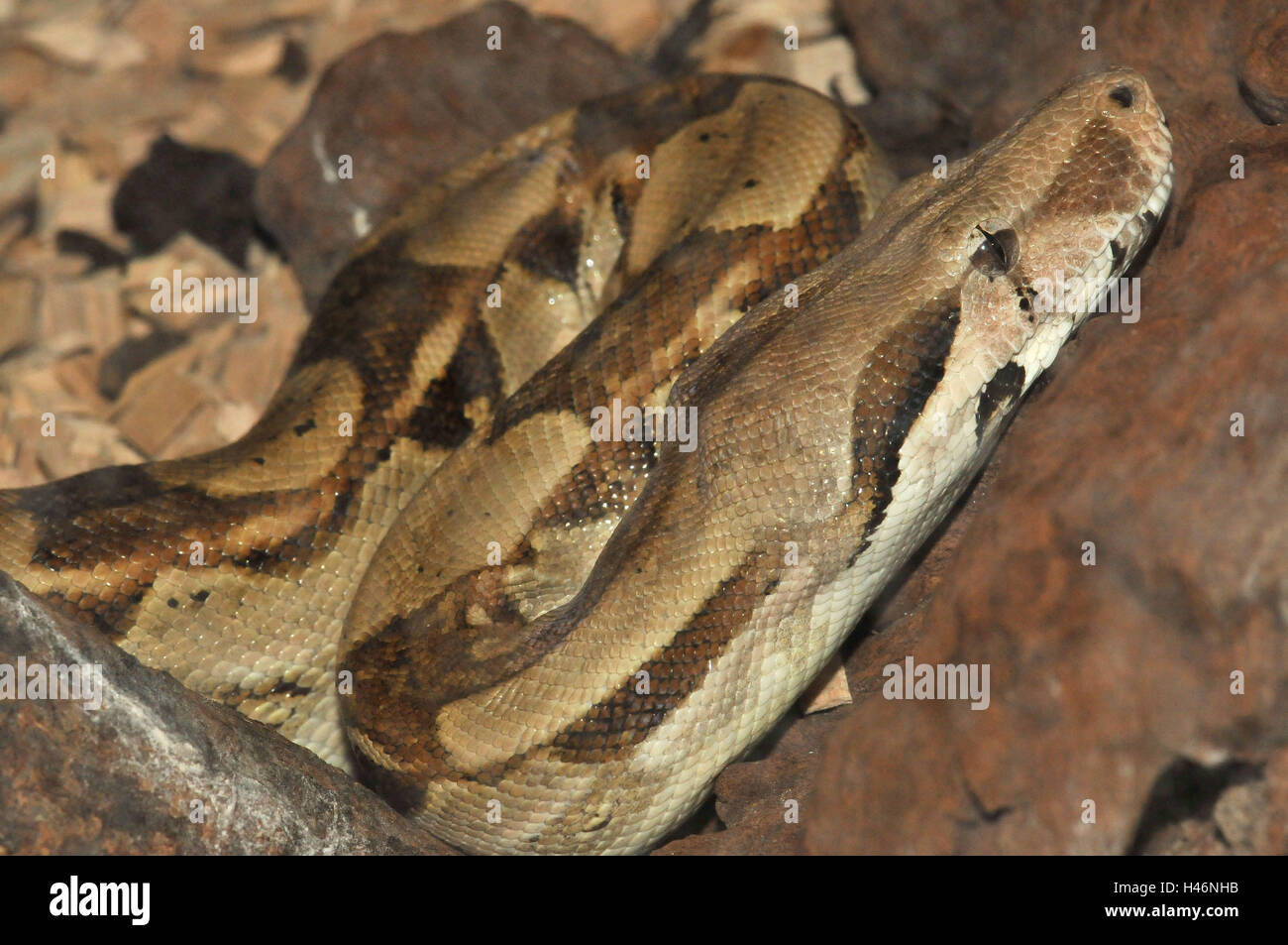 Boa, Boa constrictor Stock Photo - Alamy